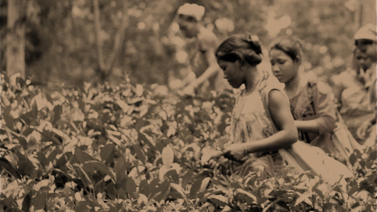 The History of Assam Tea: Remembering our Roots – ÉsahTea